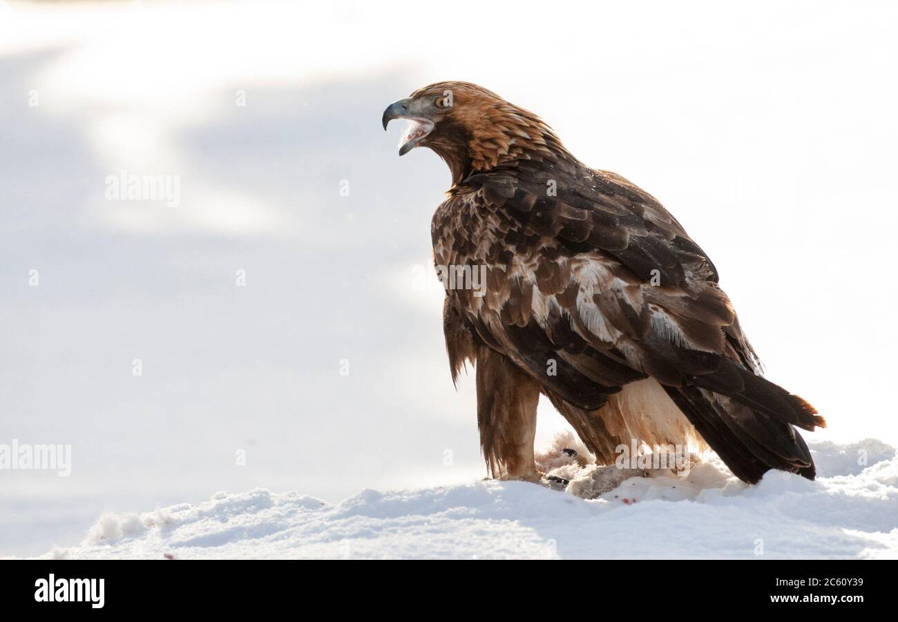 Golden Eagle (Aquila chrysaetos) in a taiga forest around Kuusamo in ...