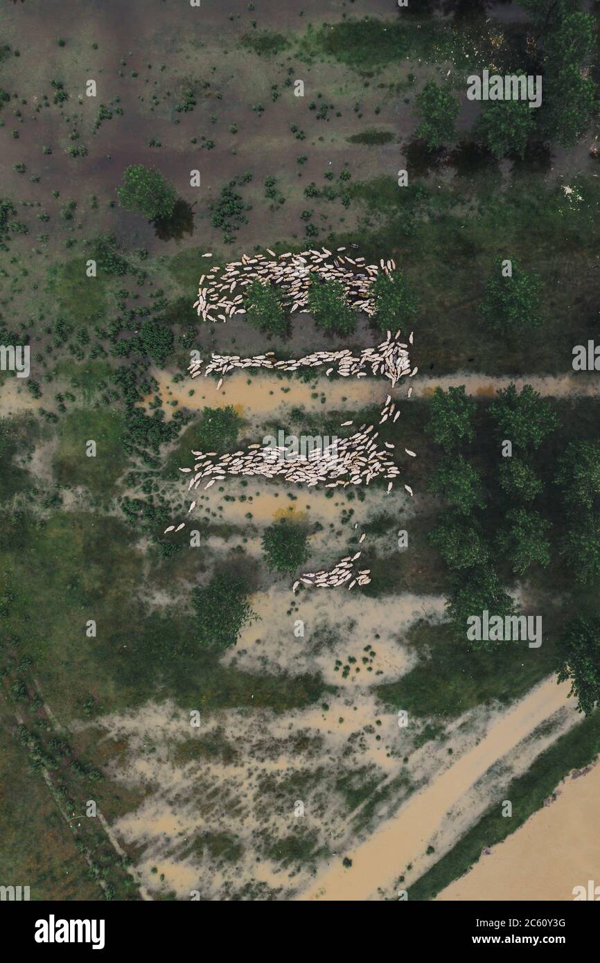 Flock of sheep on flooded pasture, aerial view top down from drone pov ...