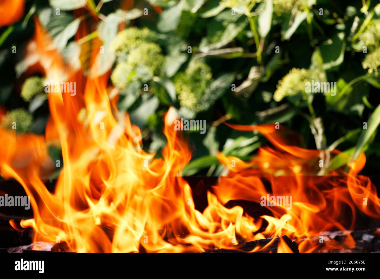 Bonfire. Orange flame of a fire. Bonfire on the grill with smoke. Arson ...
