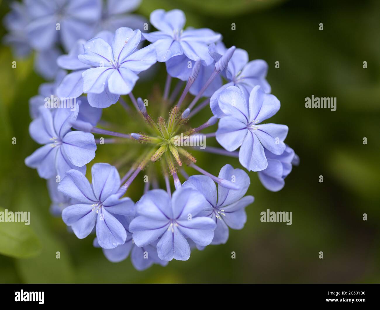 Connate petals hi-res stock photography and images - Alamy
