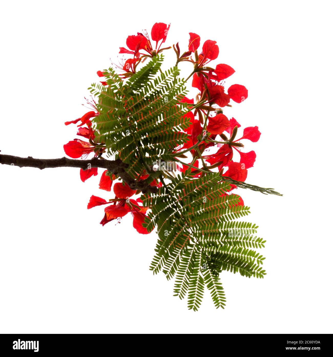 Royal poinciana delonix regia flowers Cut Out Stock Images & Pictures ...