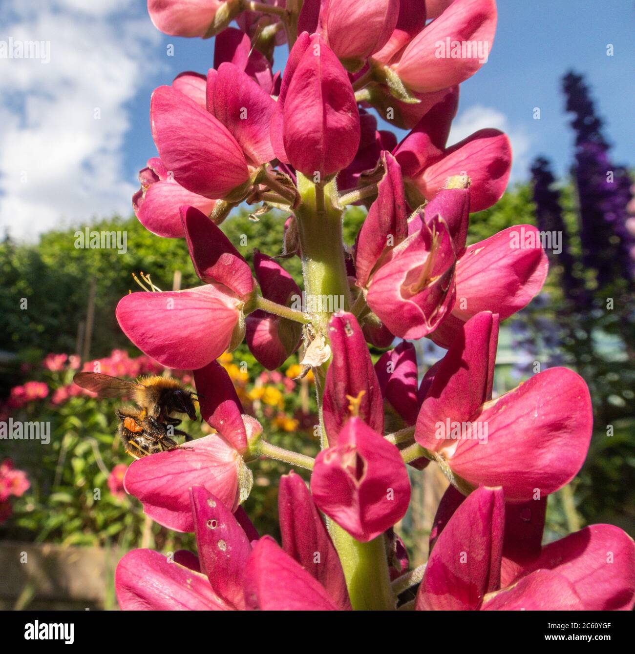 A bee collecting pollen from pink lupin flowers.Pollenator, flying ...