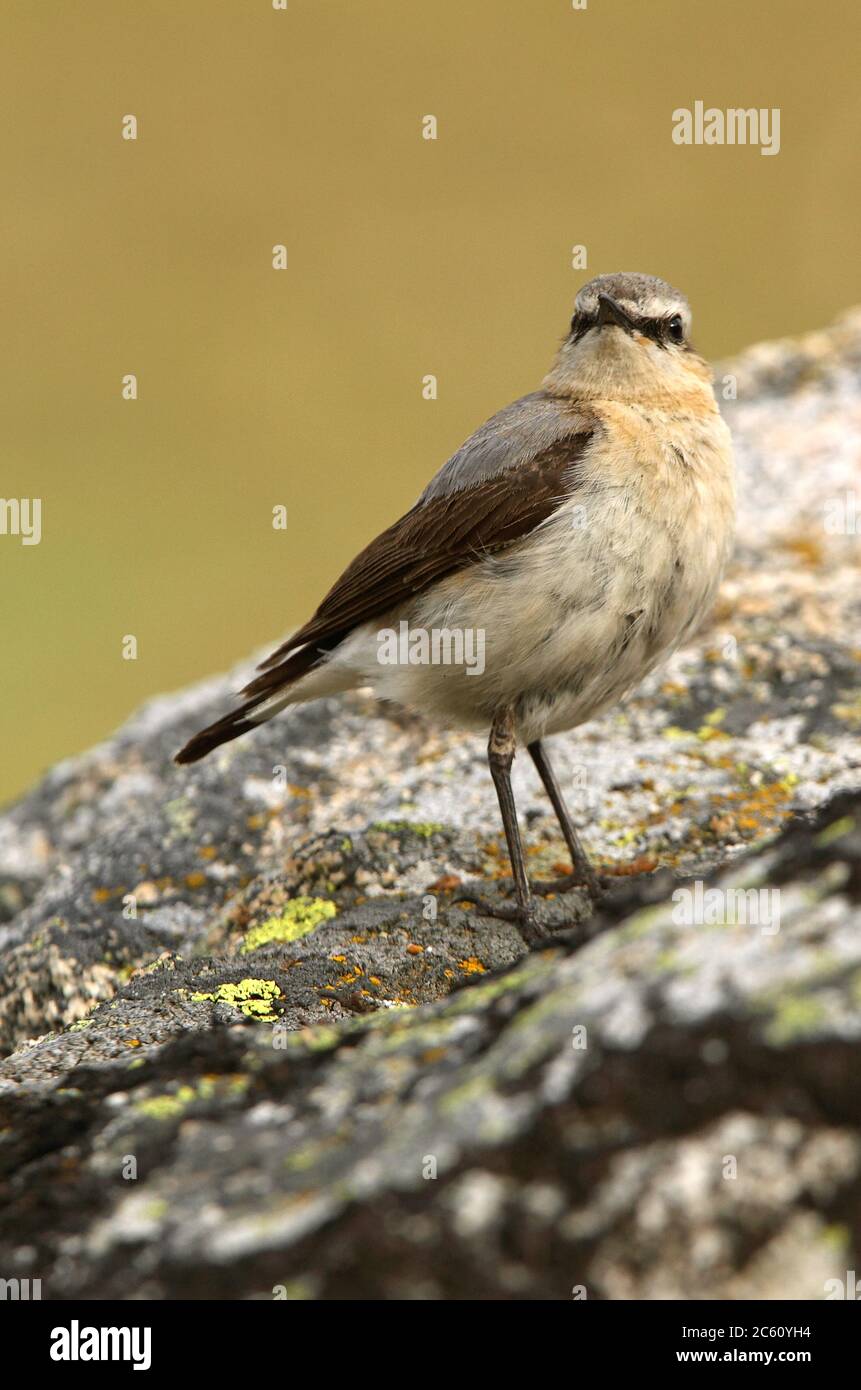 Female of Northern wheatear With the first light of the morning in ...