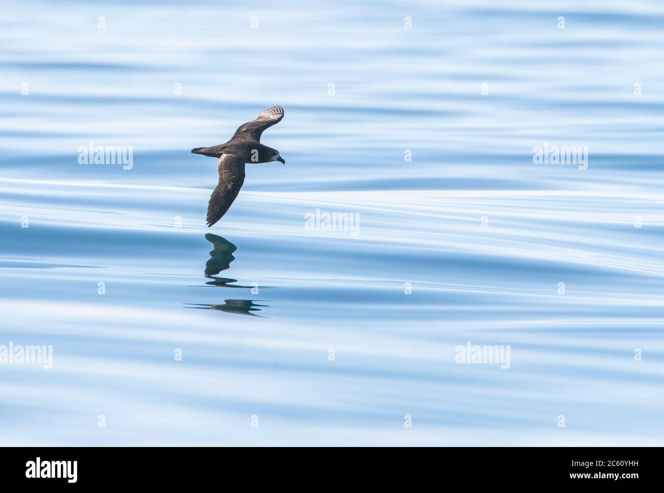 Grey petrel kaikoura hi-res stock photography and images - Alamy