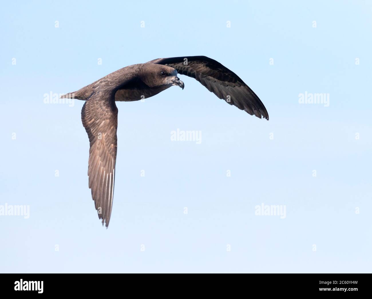 Grey petrel hi-res stock photography and images - Alamy