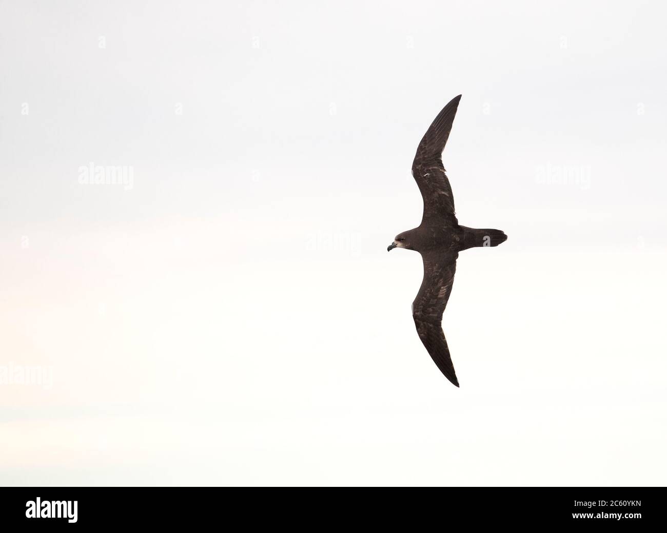 Grey-faced Petrel (Pterodroma gouldi) in flight off New Zealand. Seen ...