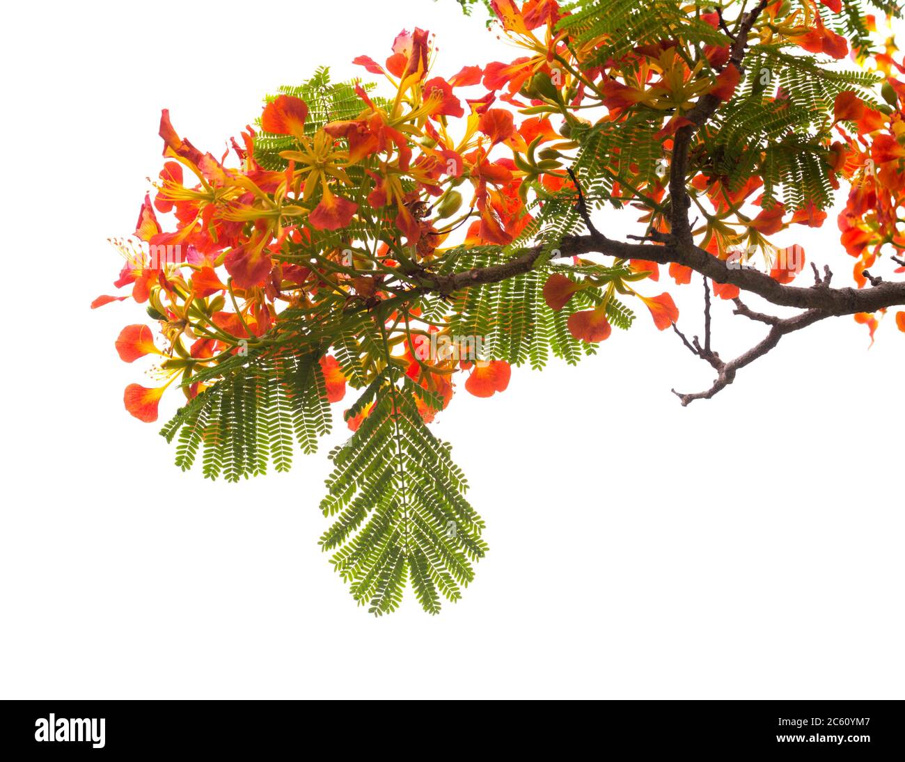 Flowers of flame tree Delonix regia isolated on white Stock Photo - Alamy