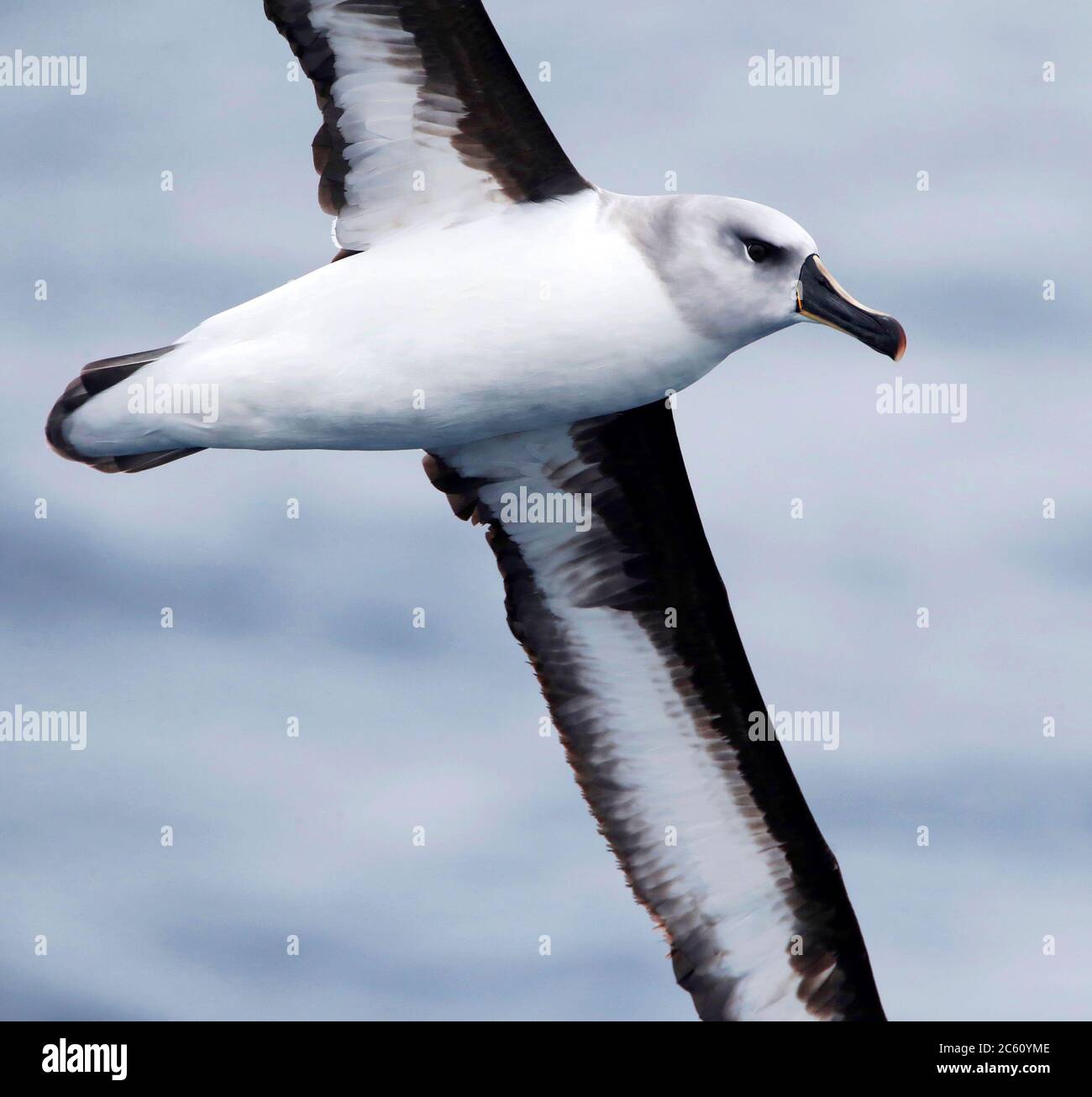 Grey-headed Albatross (Thalassarche chrysostoma) passing by at close ...