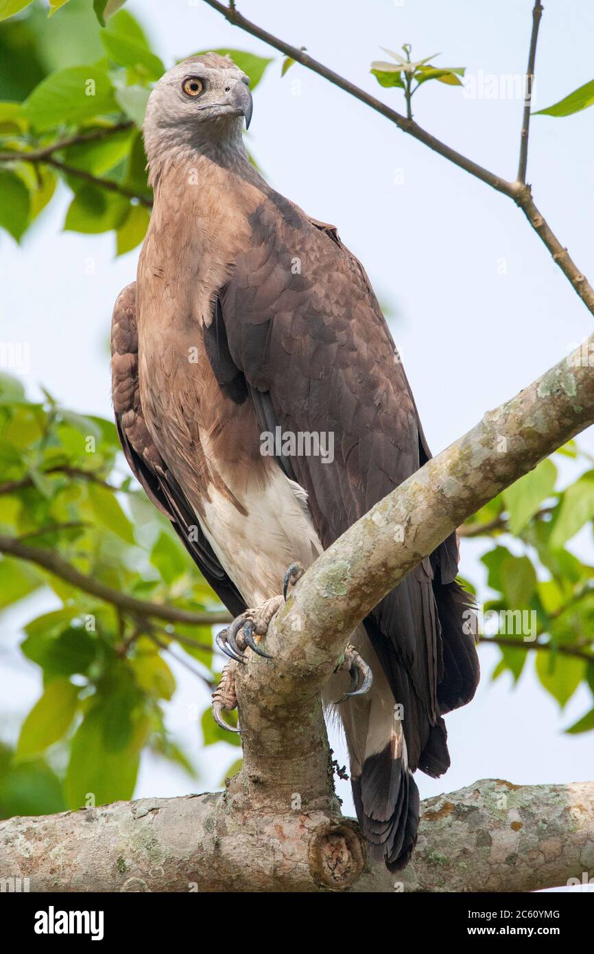 Grey headed fish eagle hi-res stock photography and images - Alamy