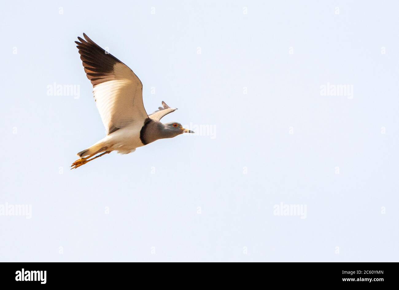 Grey-headed Lapwing (Vanellus cinereus) in flight overhead, seen from ...