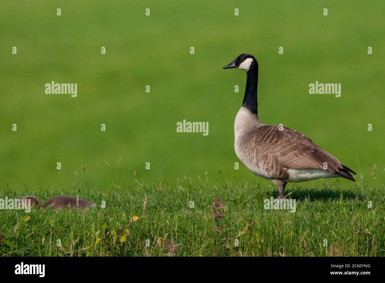 Adult Greater Canada Goose (Branta canadensis canadensis) in the ...