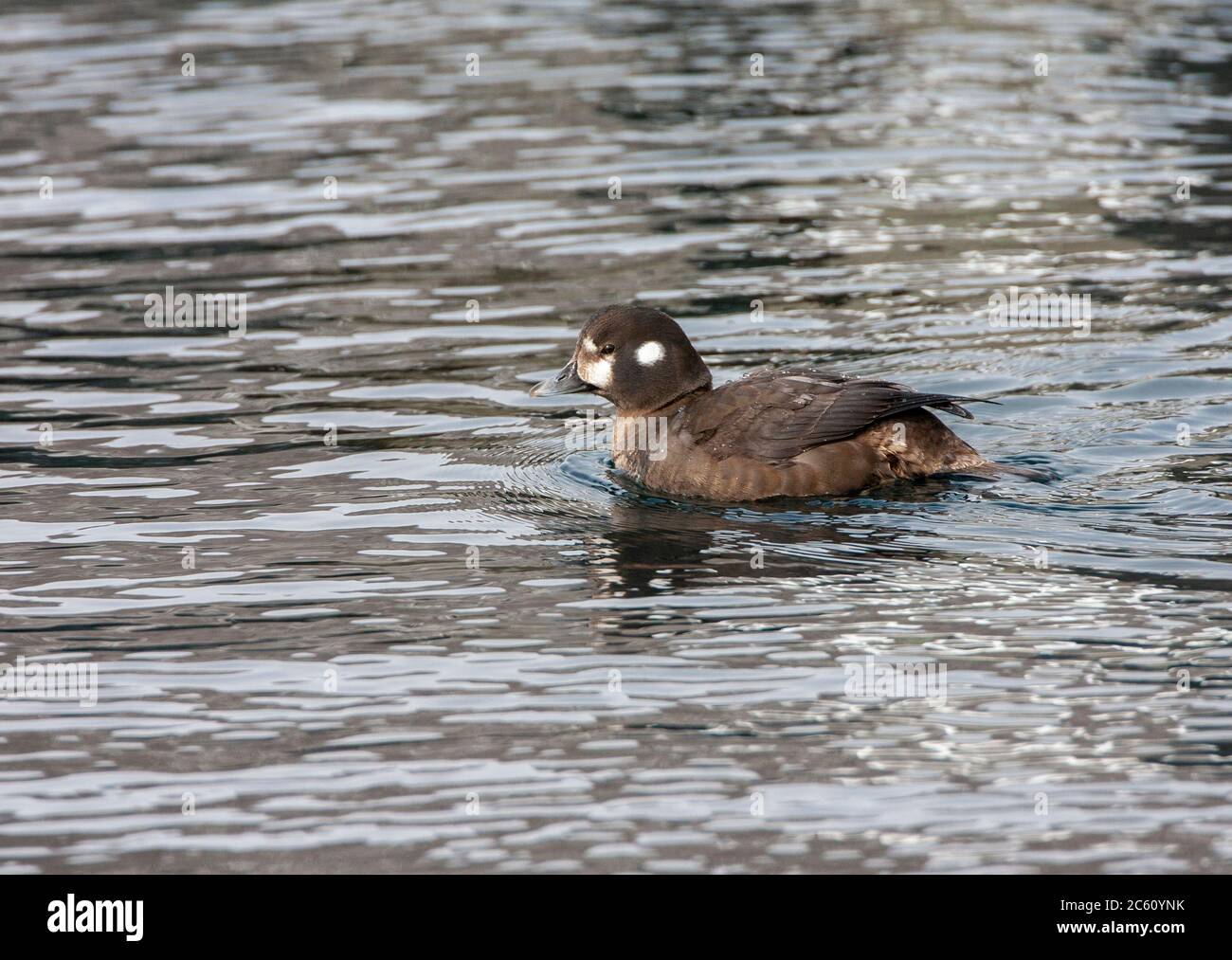 Female Harlequin Duck (Histrionicus histrionicus) swimming offshore the ...