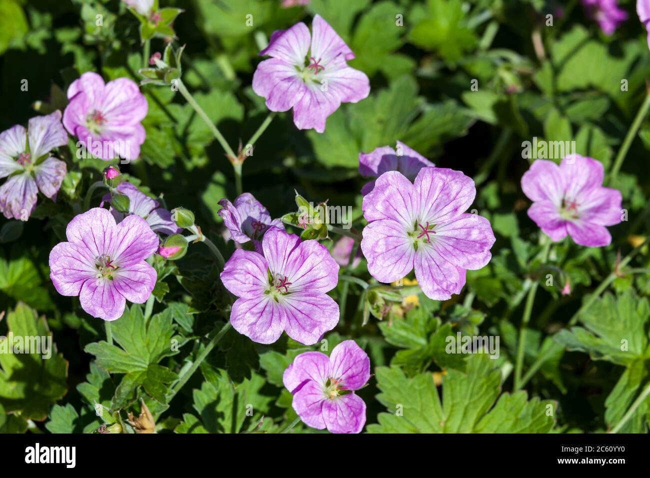 Geranium x riversleaianum 'Mavis Simpson' a pink blue herbaceous ...