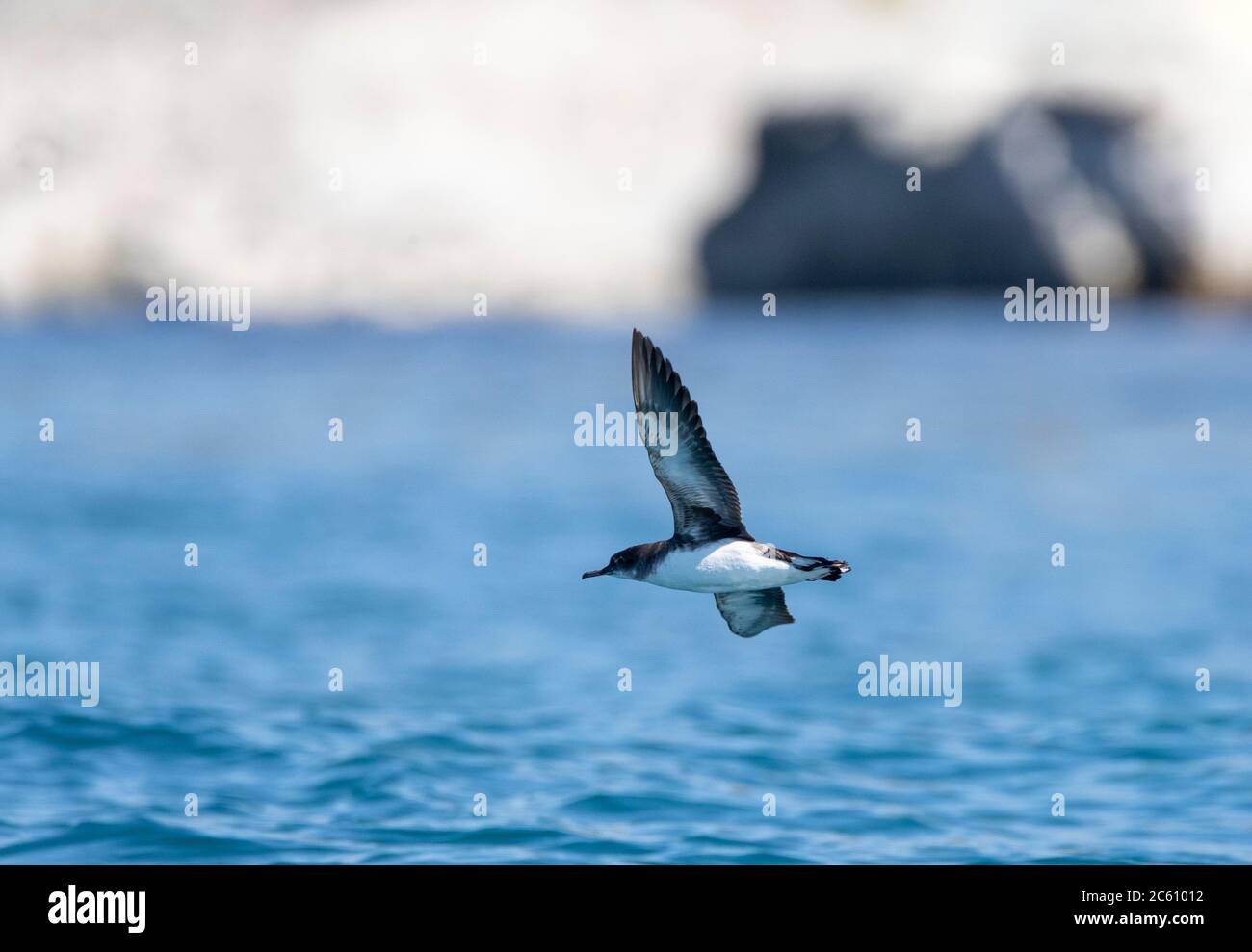 Huttons shearwater new zealand hi-res stock photography and images - Alamy