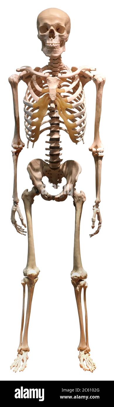 Human grave skeleton hi-res stock photography and images - Alamy