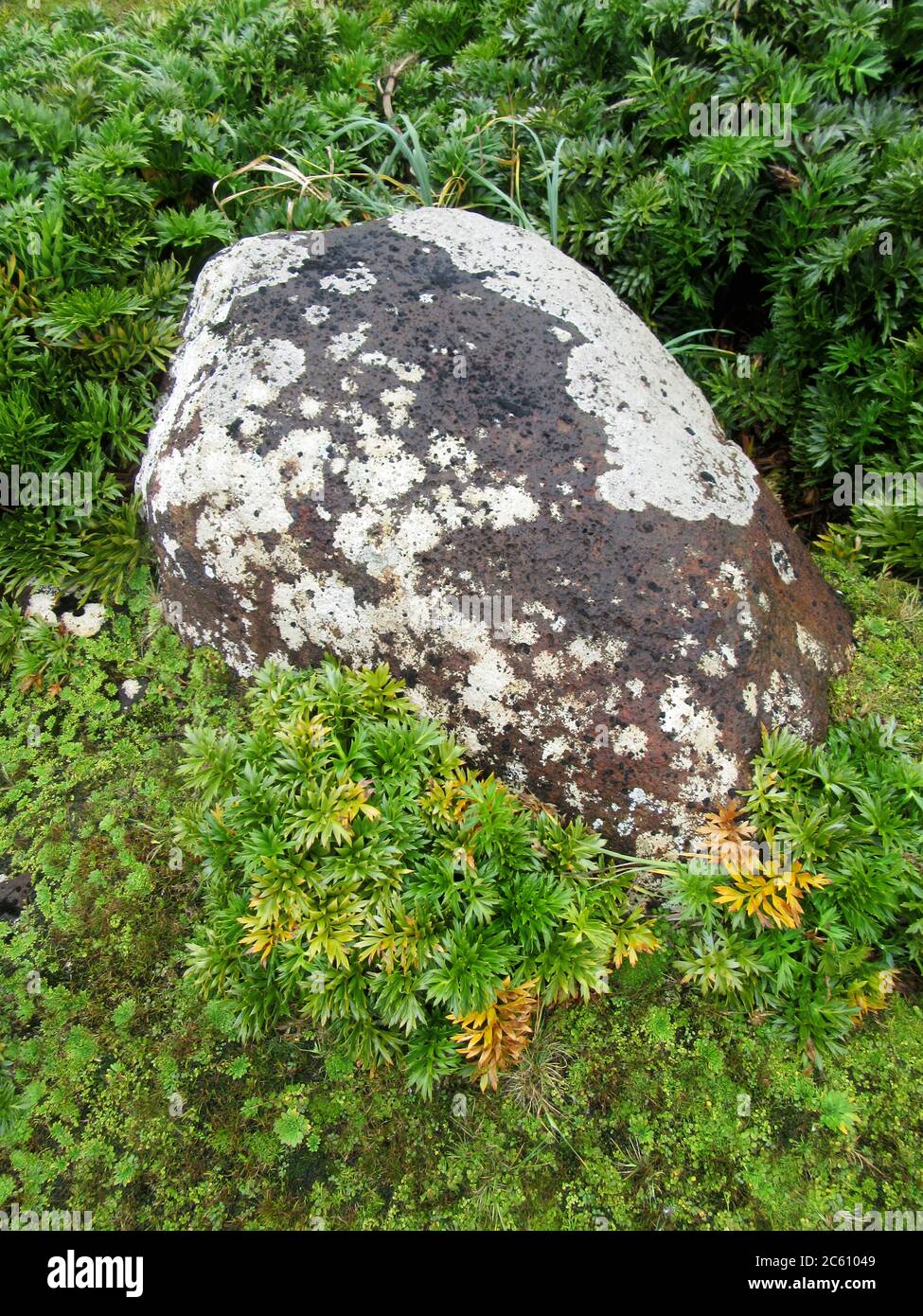 Moss covered rock lying in vegetation on Enderby Island, part of the ...