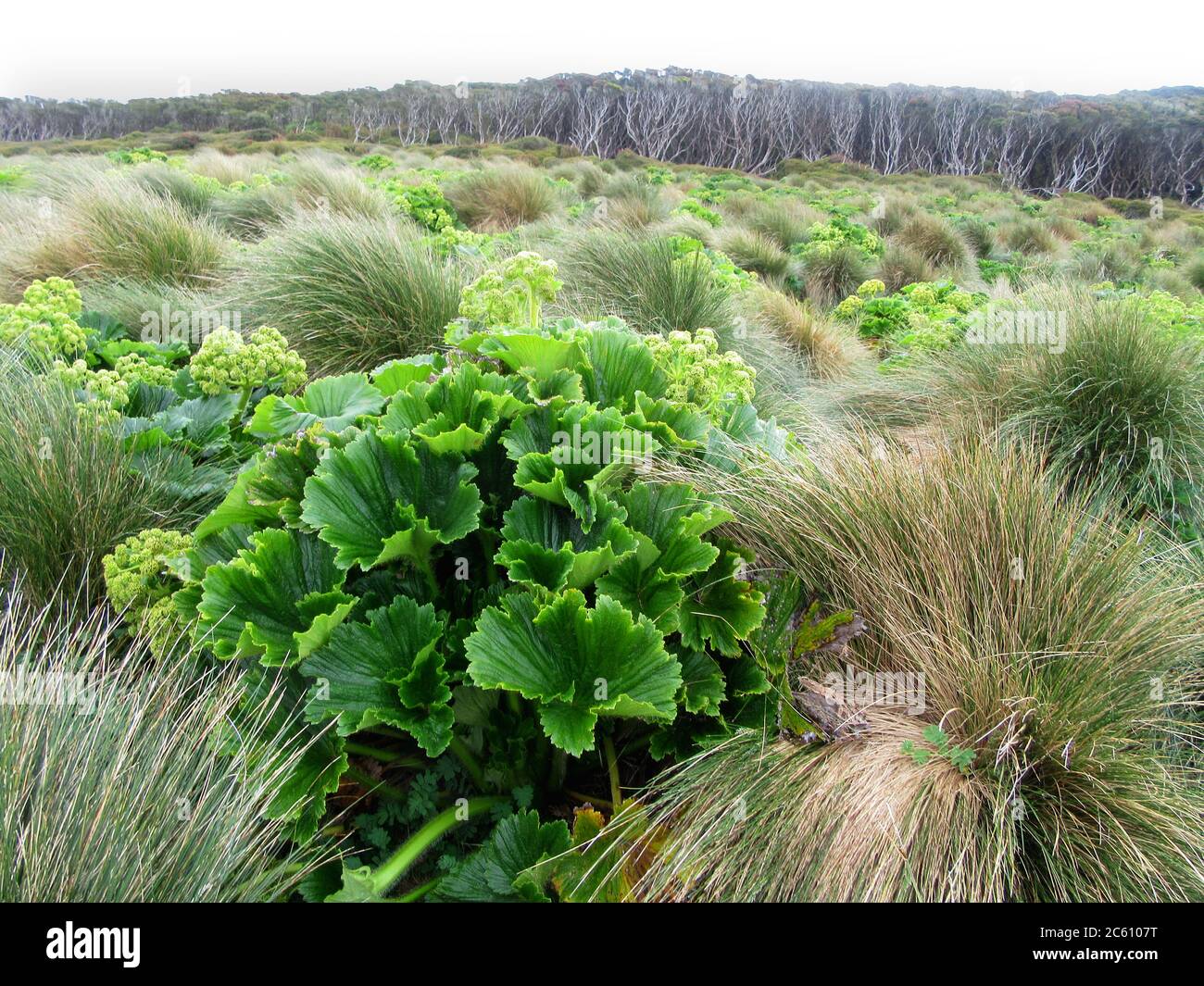 Subantarctic megaherbs on Enderby Island, part of the Auckland Islands ...