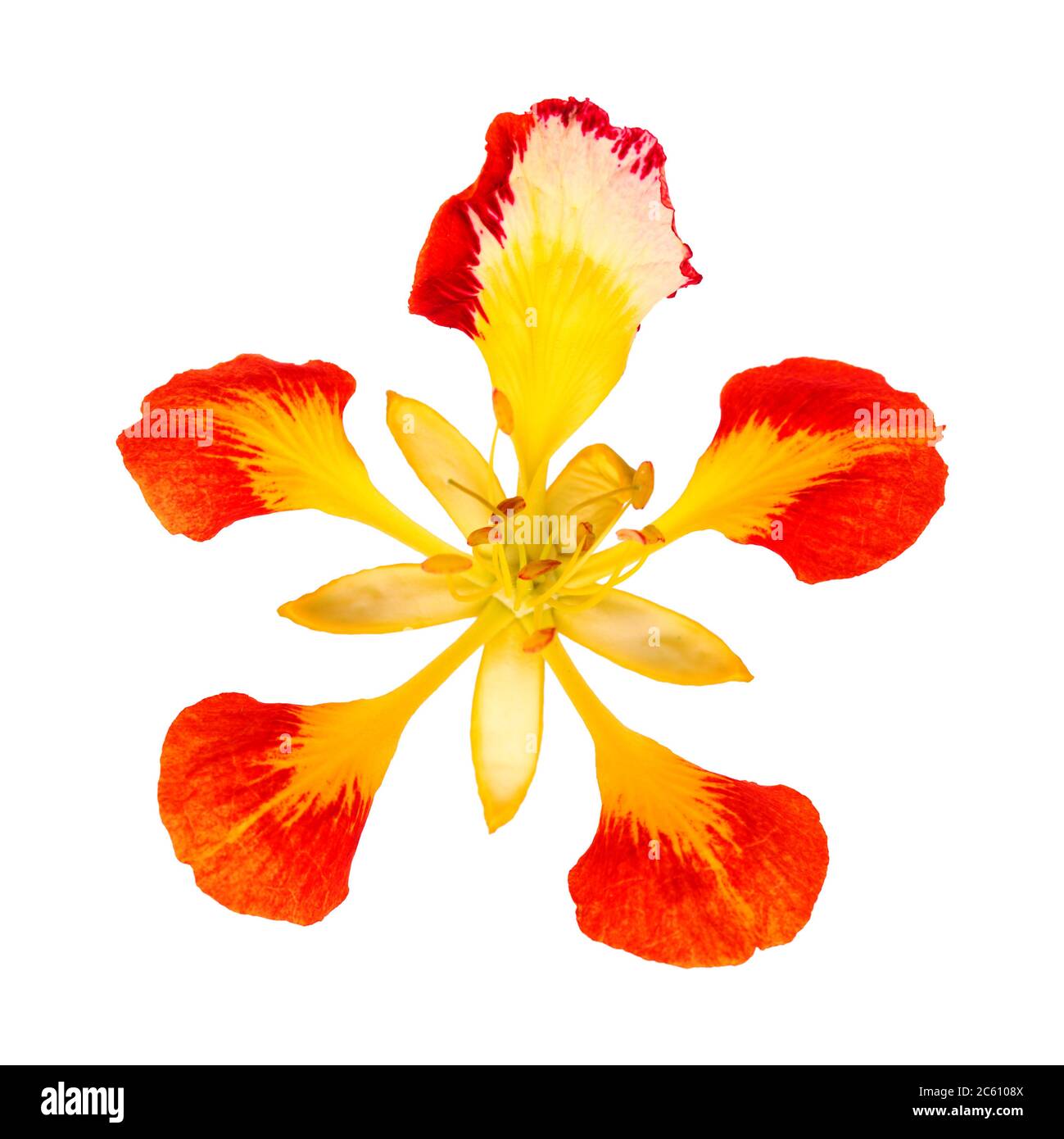 Royal poinciana delonix regia flowers Cut Out Stock Images & Pictures ...