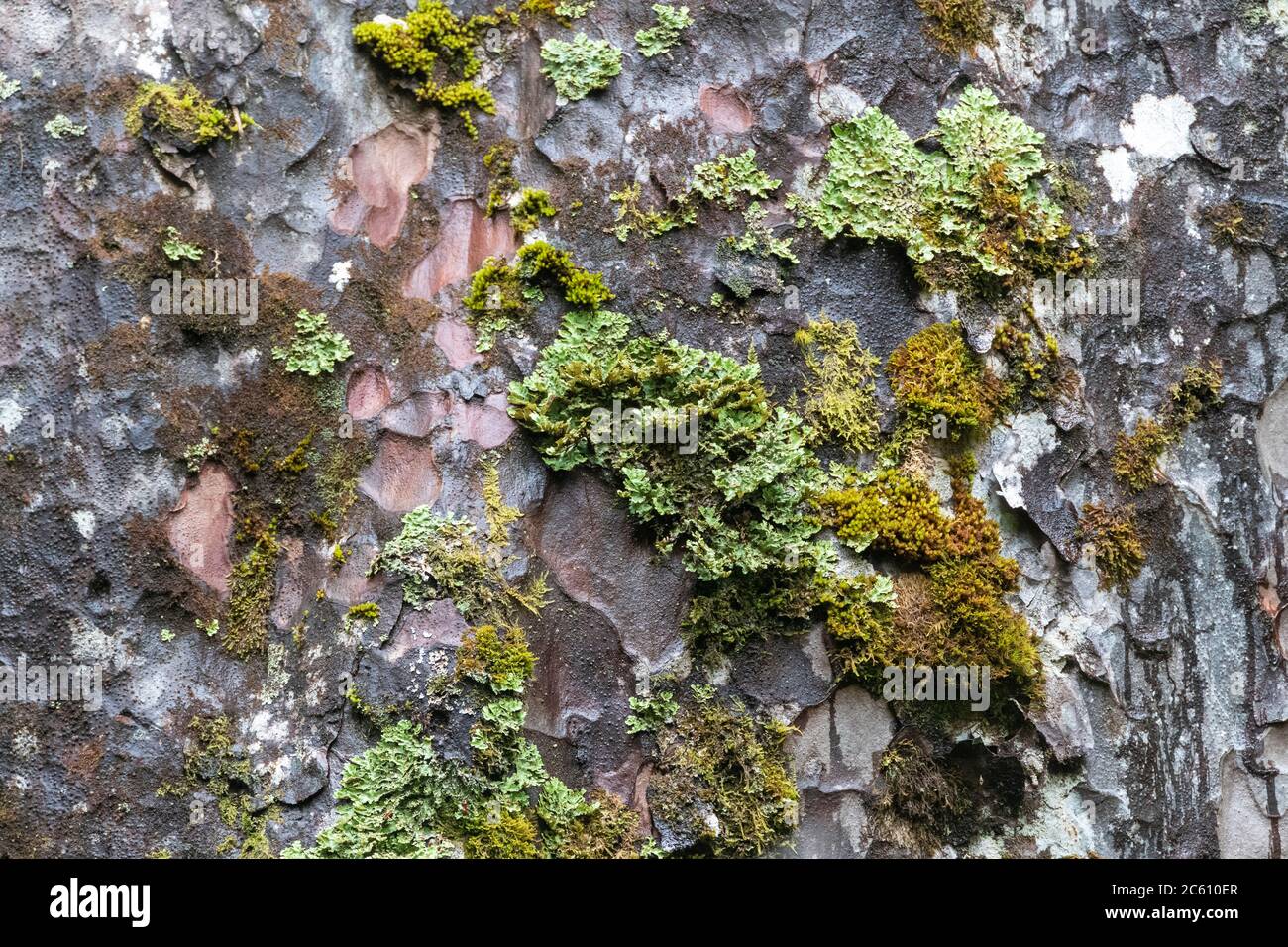 Kauri bark hi-res stock photography and images - Alamy