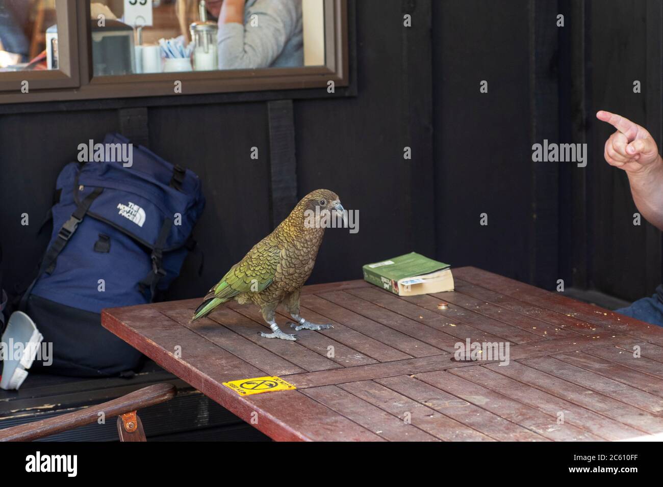 Kea (Nestor notabilis) on South Island, New Zealand. Standing on a ...