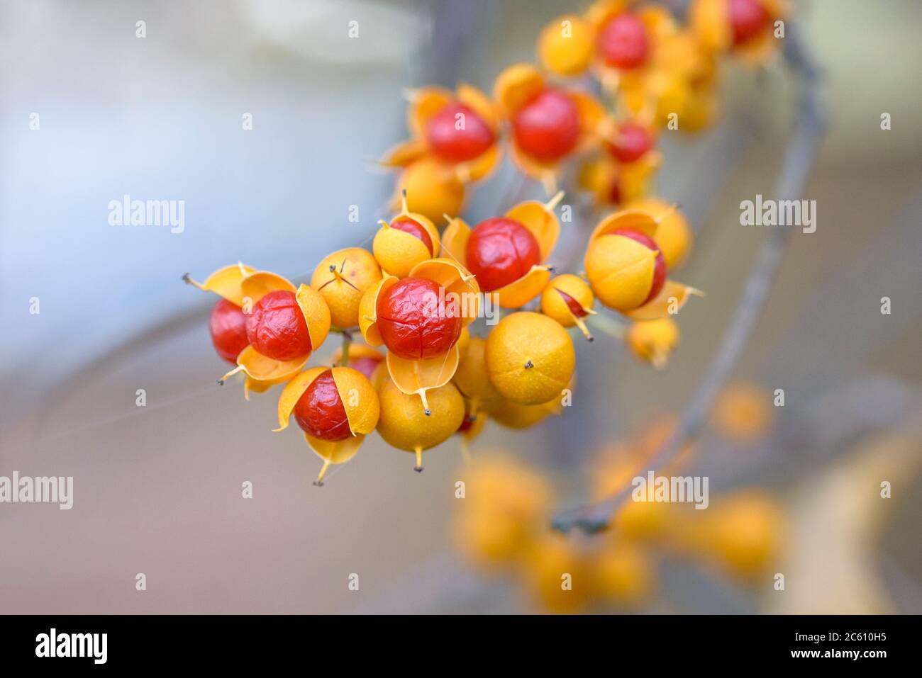 Celastrus orbiculatus diana hi-res stock photography and images - Alamy