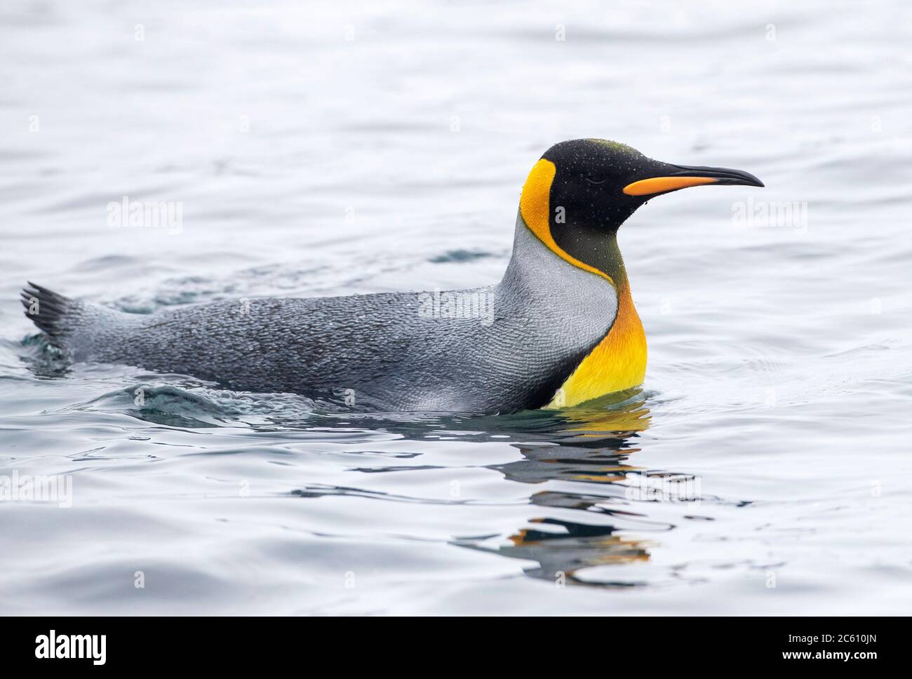 King Penguin Diving