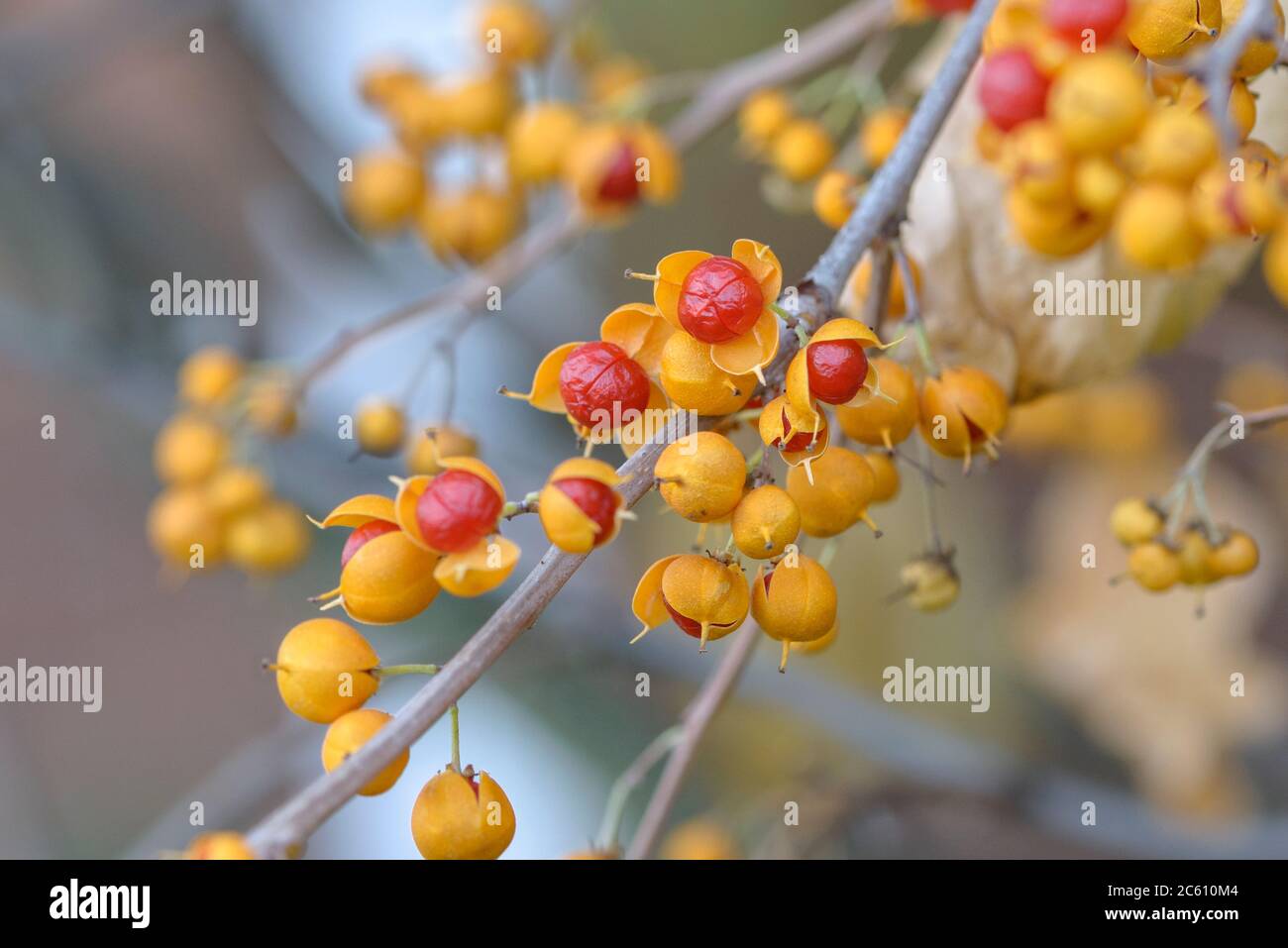 Celastrus orbiculatus diana hi-res stock photography and images - Alamy