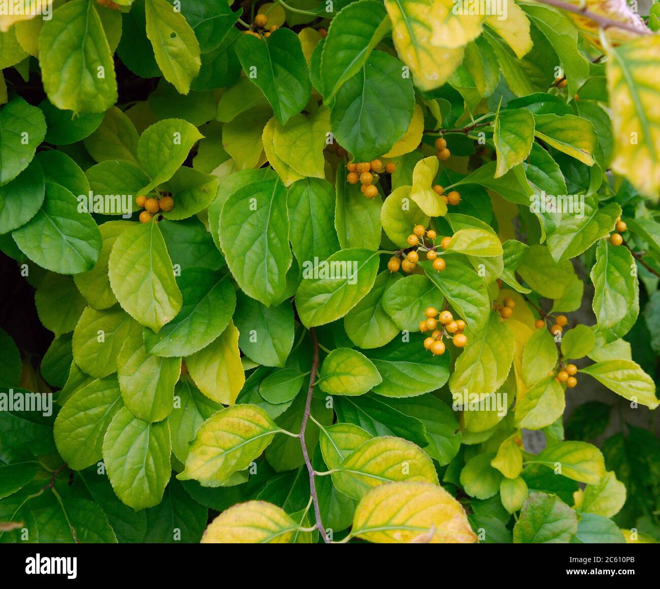 Celastrus hi-res stock photography and images - Alamy
