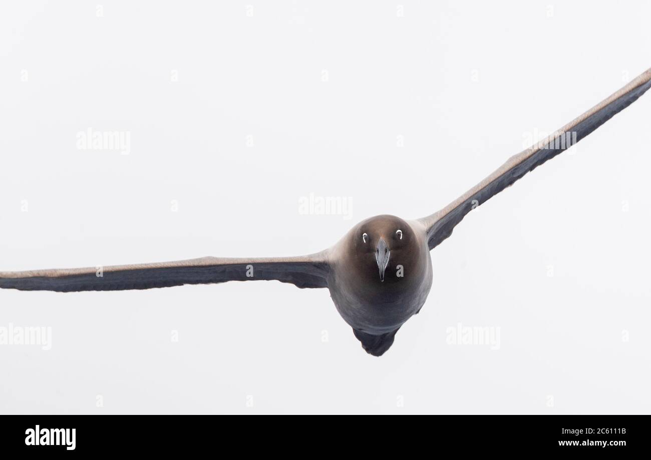 Flying head hi-res stock photography and images - Alamy