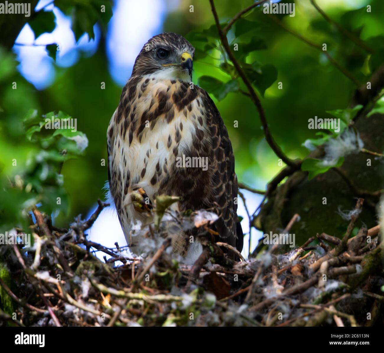 Buzzard chick fully developed and about to leave the nest Stock Photo ...