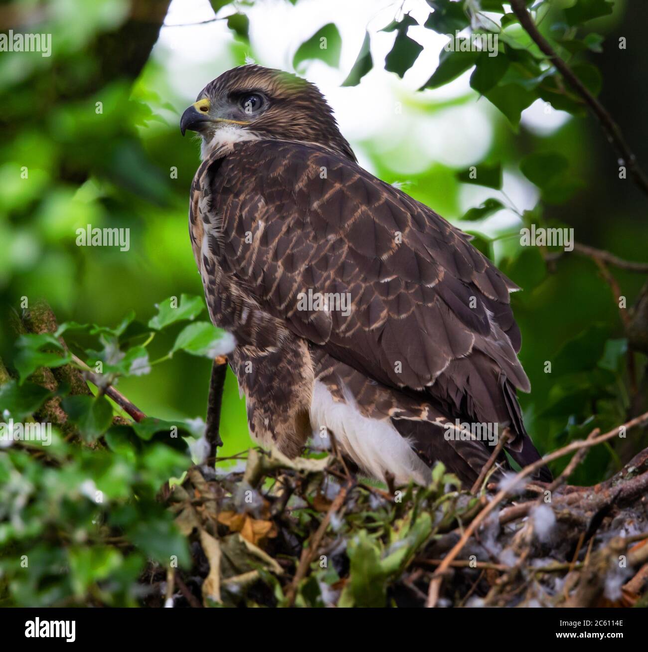 Buzzard chick fully developed and about to leave the nest Stock Photo ...