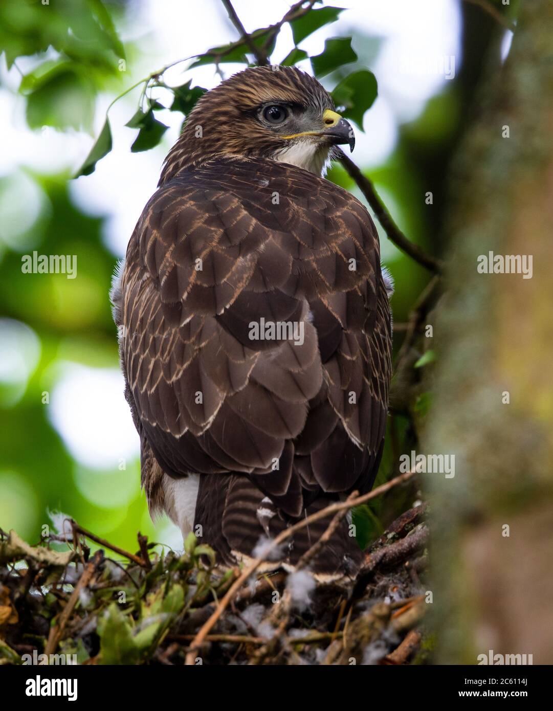 Buzzard chick fully developed and about to leave the nest Stock Photo ...