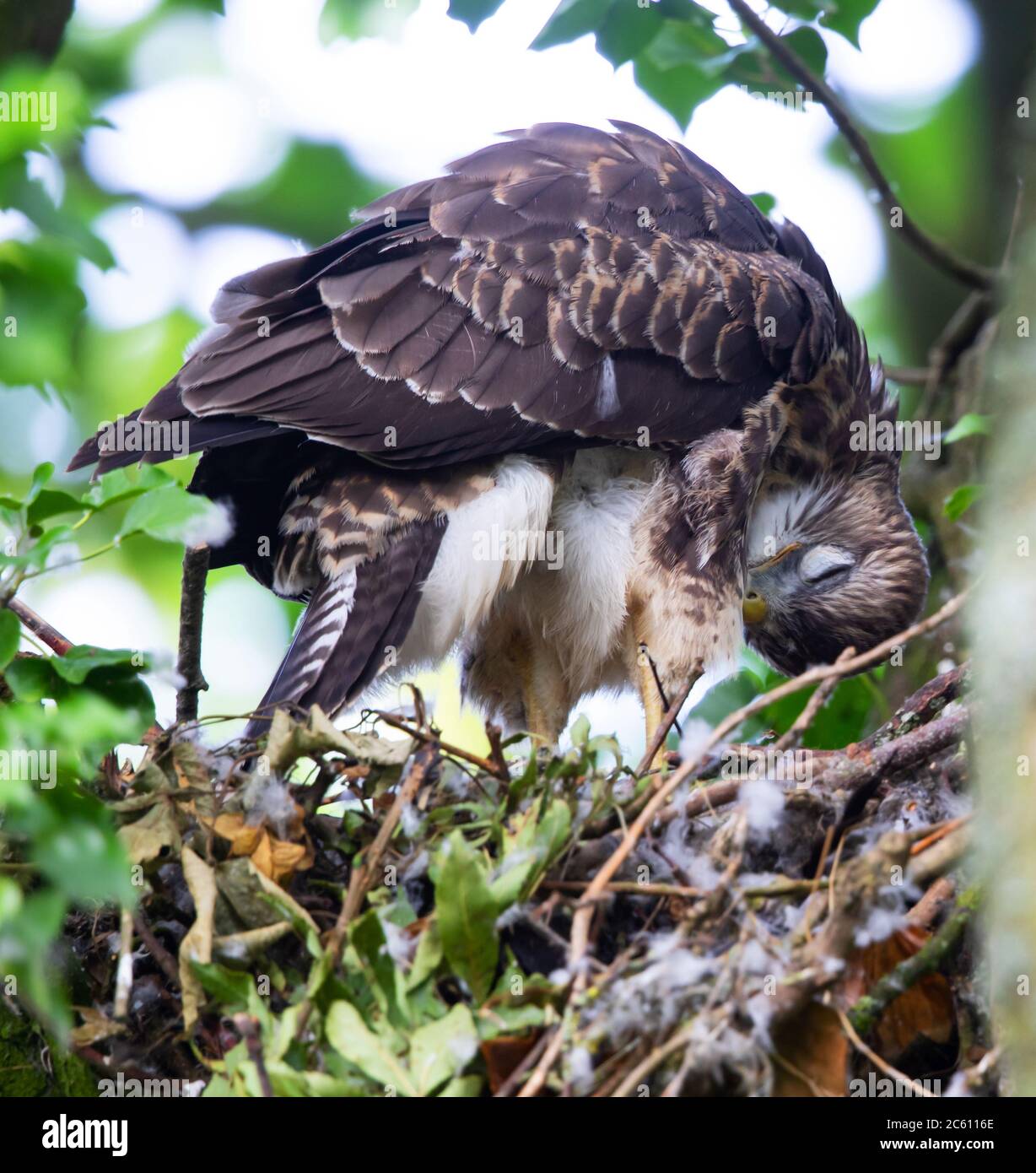 Buzzard chick fully developed and about to leave the nest Stock Photo ...