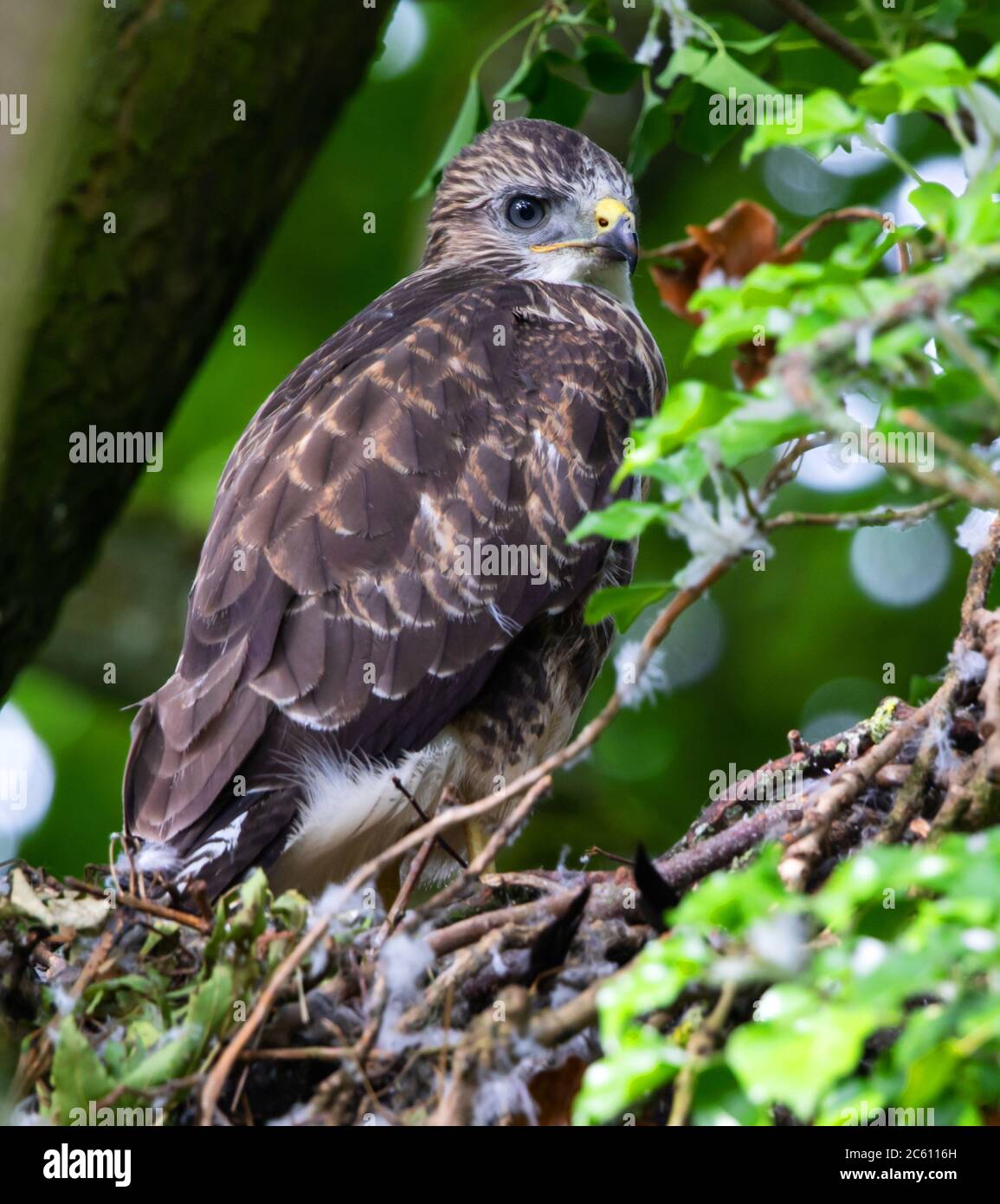 Buzzard chick fully developed and about to leave the nest Stock Photo ...