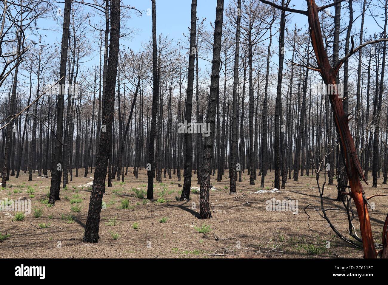 Burned Down Forest
