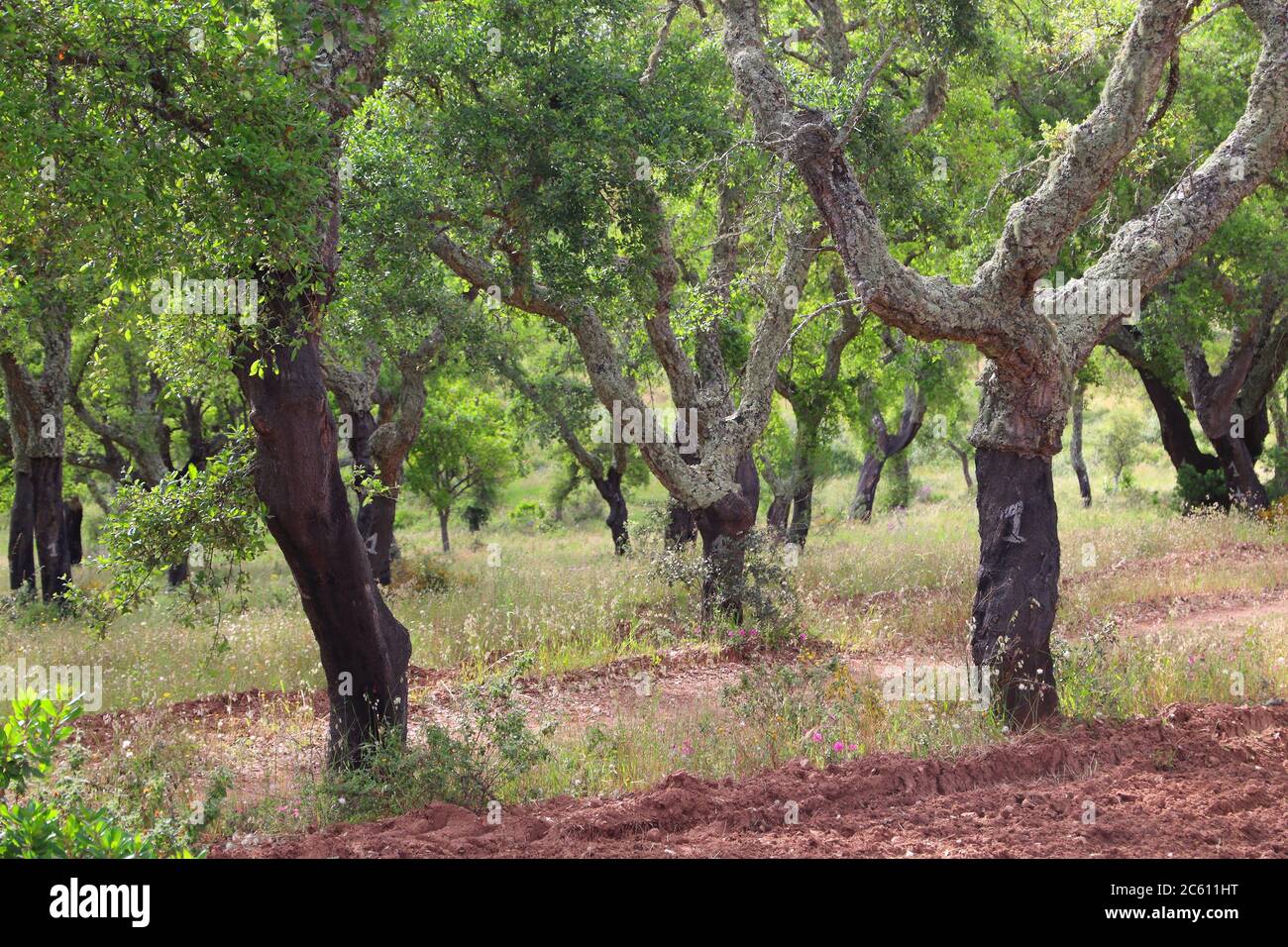Cork tree plantation in Alentejo region, Portugal Stock Photo - Alamy