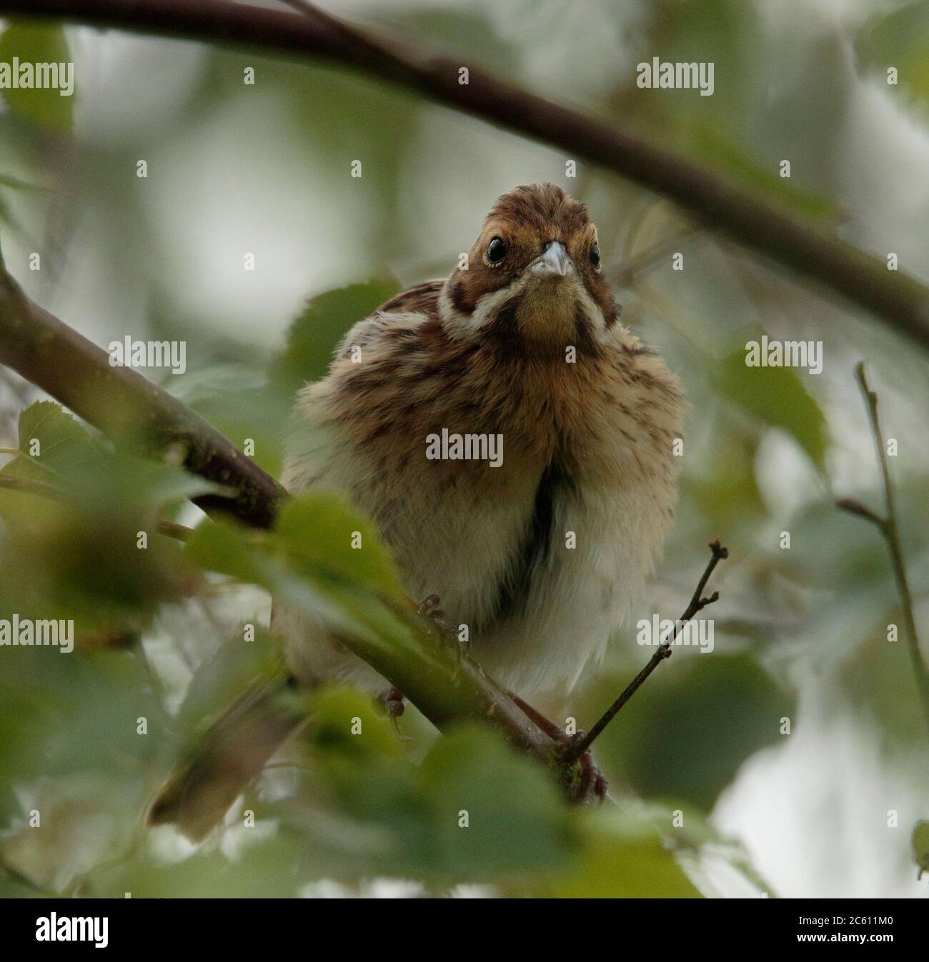 Juvenile reed bunting hi-res stock photography and images - Alamy