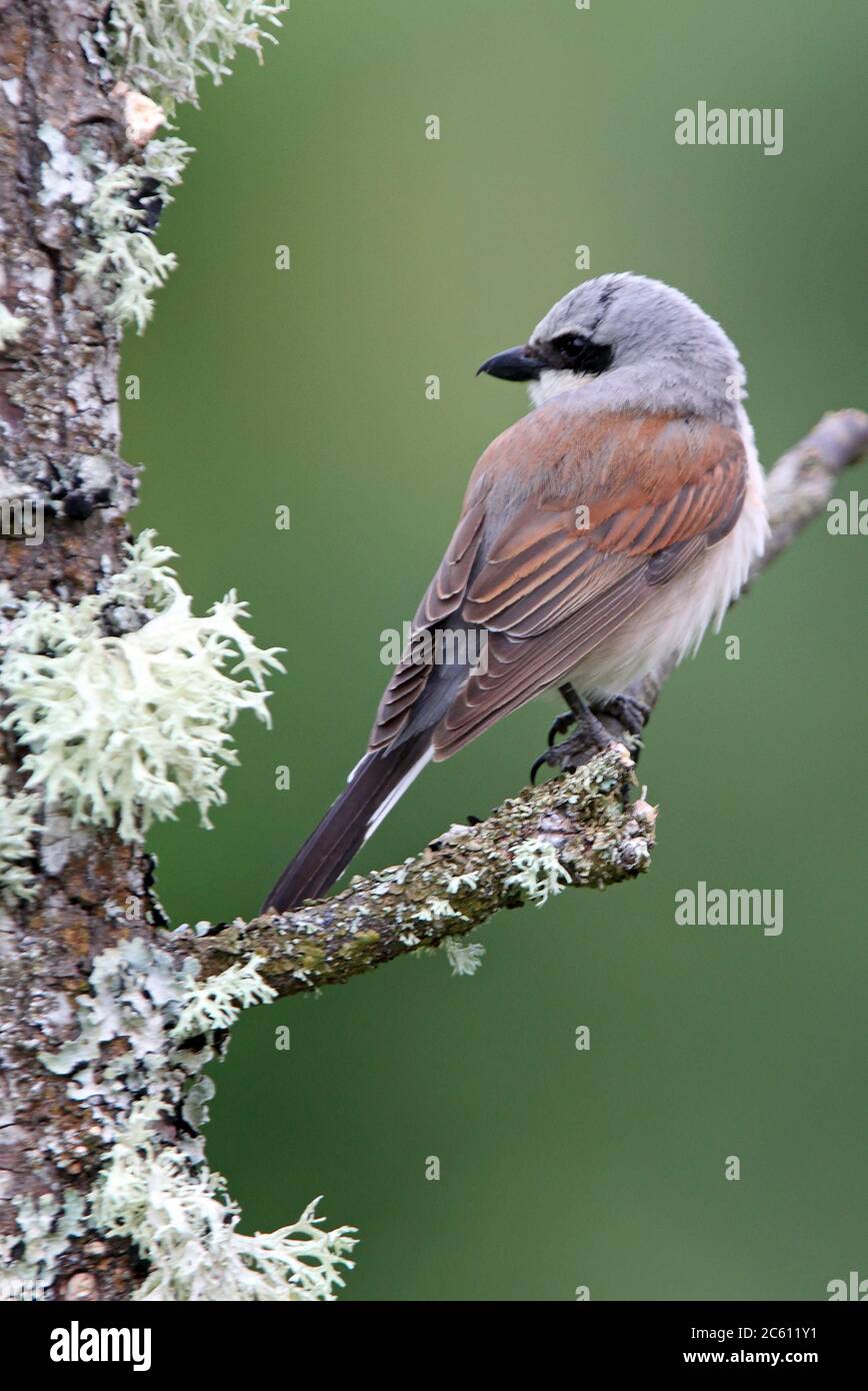 Red-backed shrike in a rose bush in their breeding territory at first ...