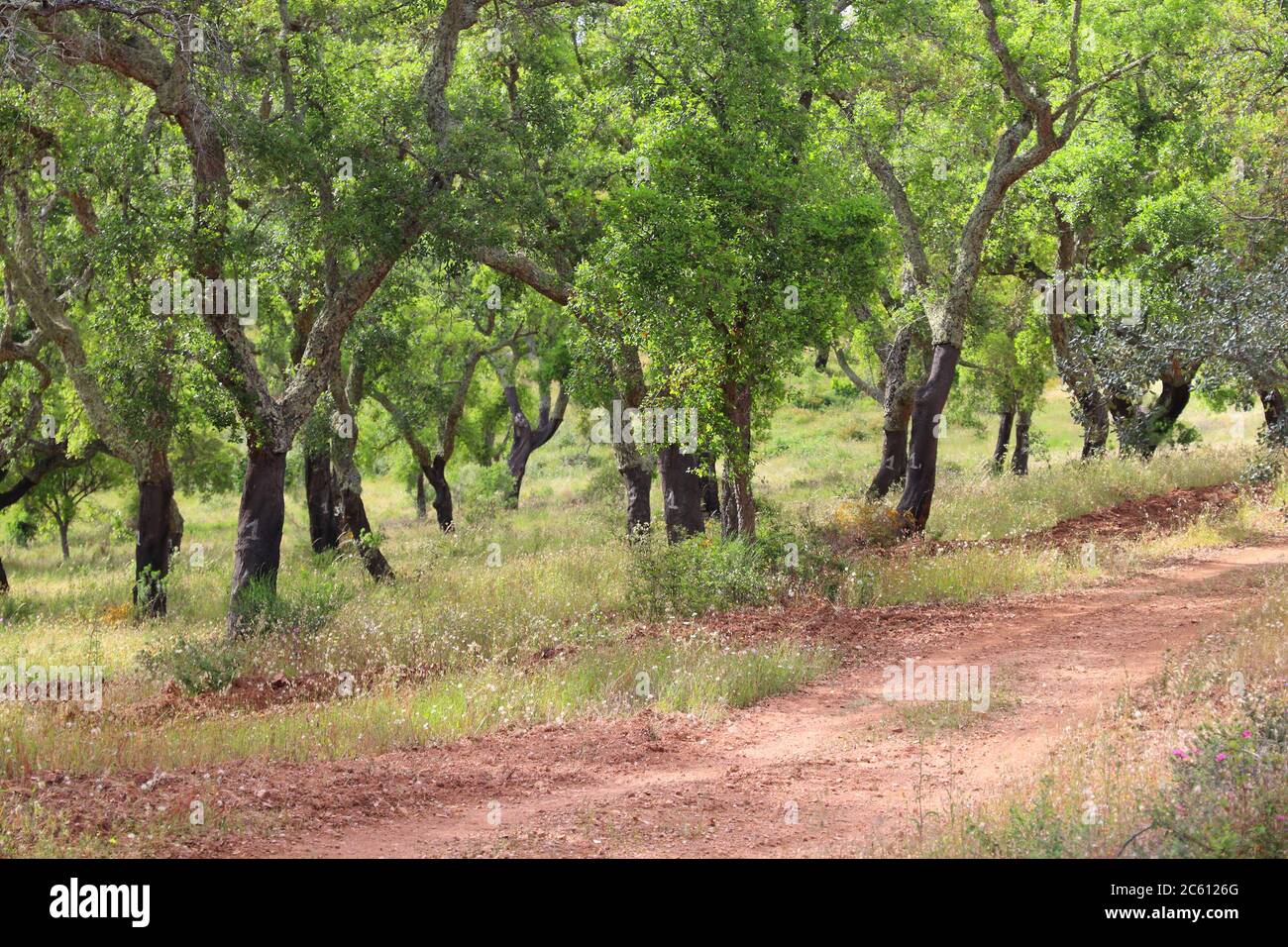 Cork oak tree plantation in Alentejo region, Portugal Stock Photo - Alamy