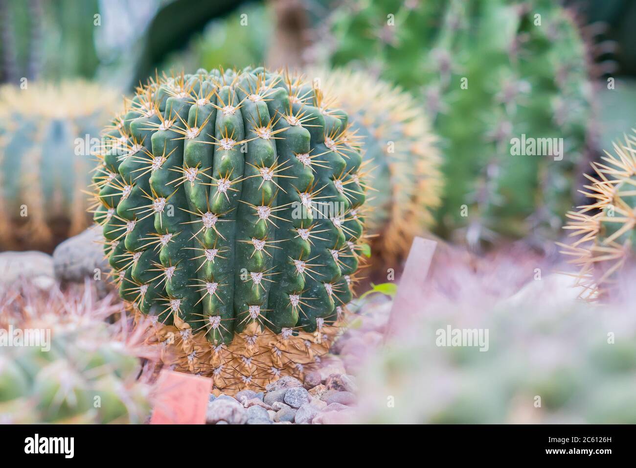 Ball shaped cactus hi-res stock photography and images - Alamy