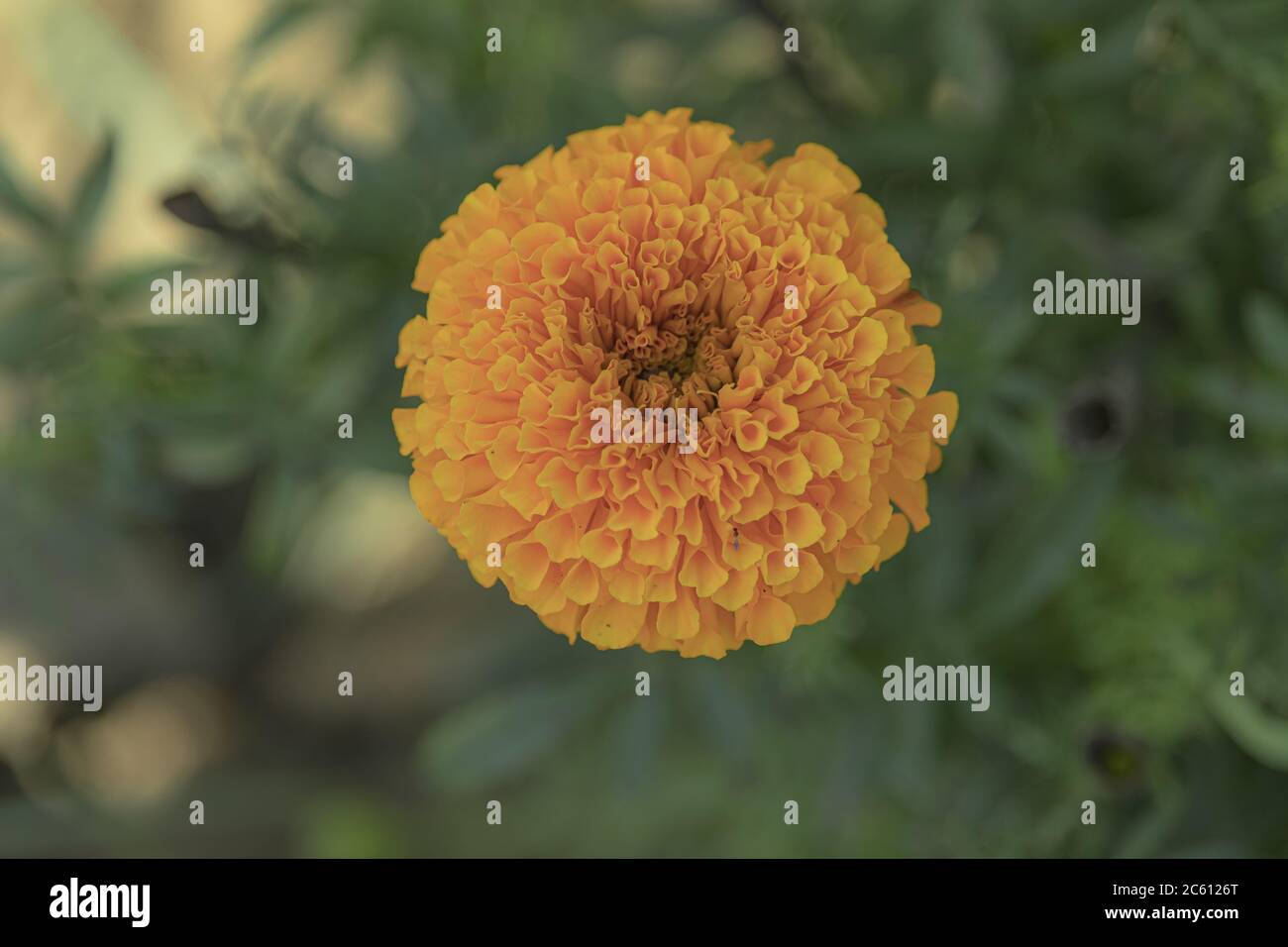 Marigold flower field sun light hi-res stock photography and images - Alamy