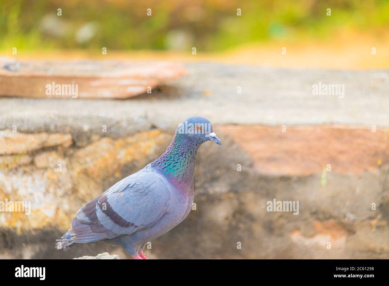 The tailless pigeon is sitting on a rock, it was caught by a predator ...