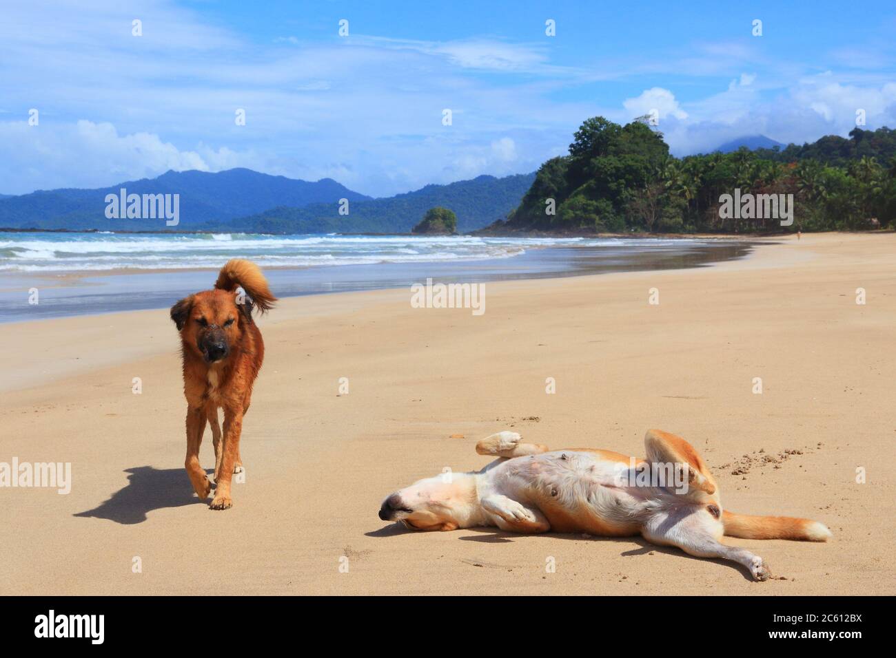 Dog friends on a beach - Sabang beach in Palawan island, Philippines ...