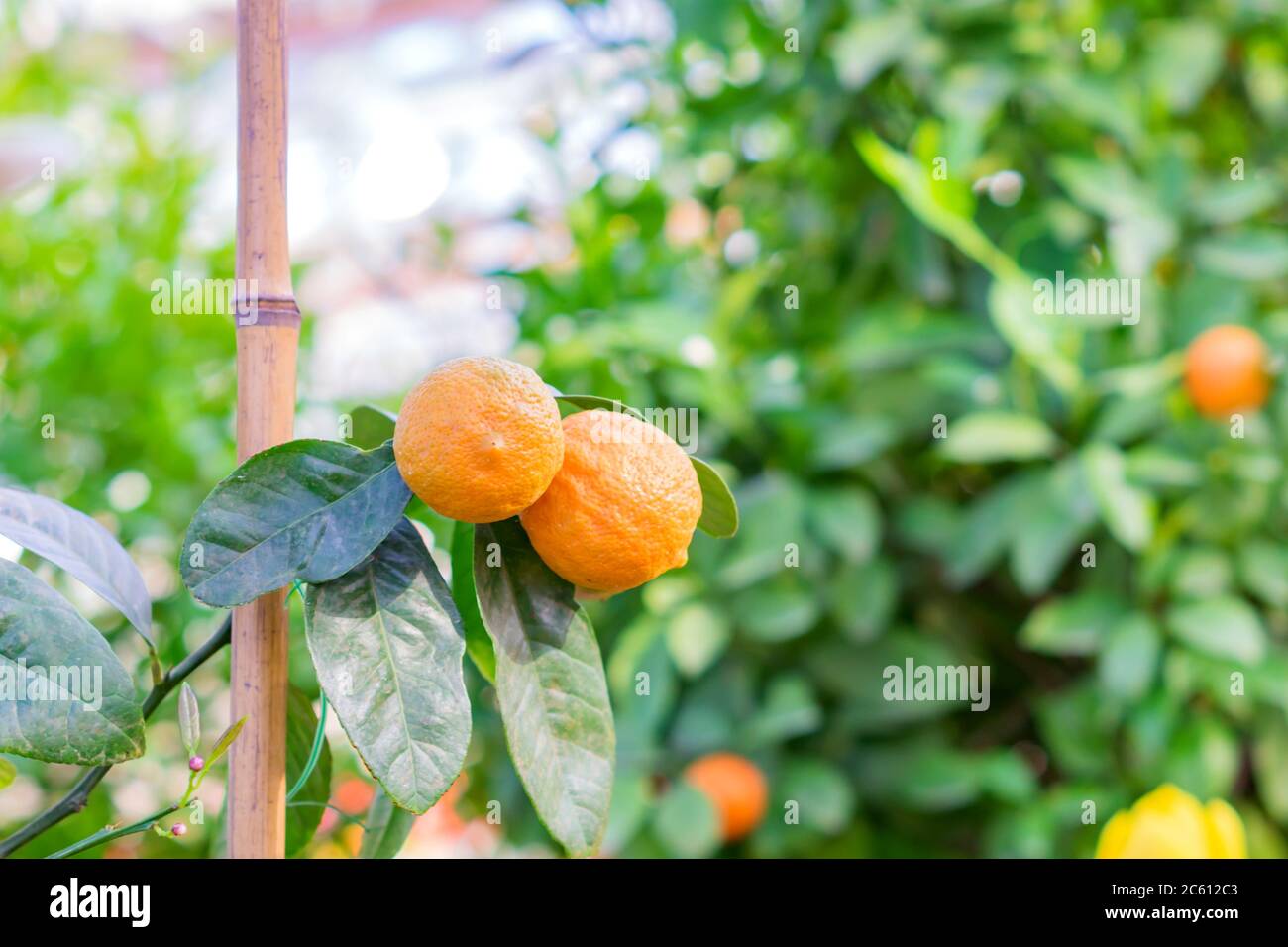 closeup of orange lemon tree in green house Stock Photo - Alamy