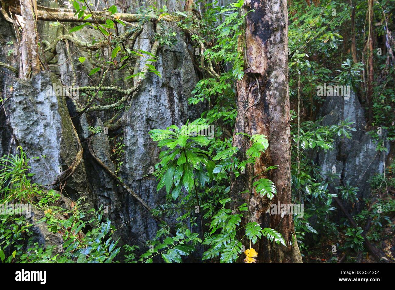Jungle in Palawan island, Philippines. Tropical karst rainforest Stock ...