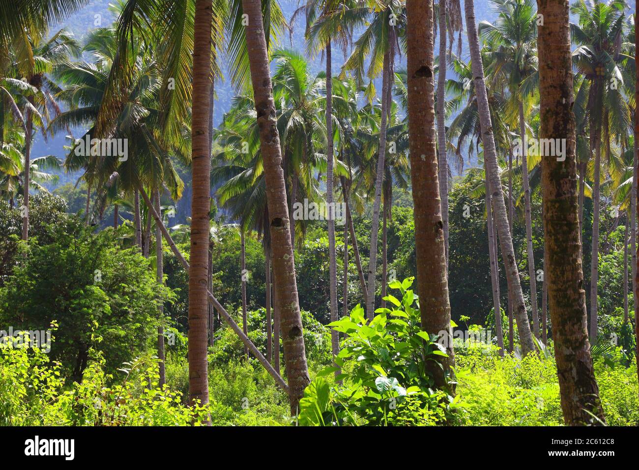 Palm trees of Palawan. Natural landscape in Philippines Stock Photo - Alamy