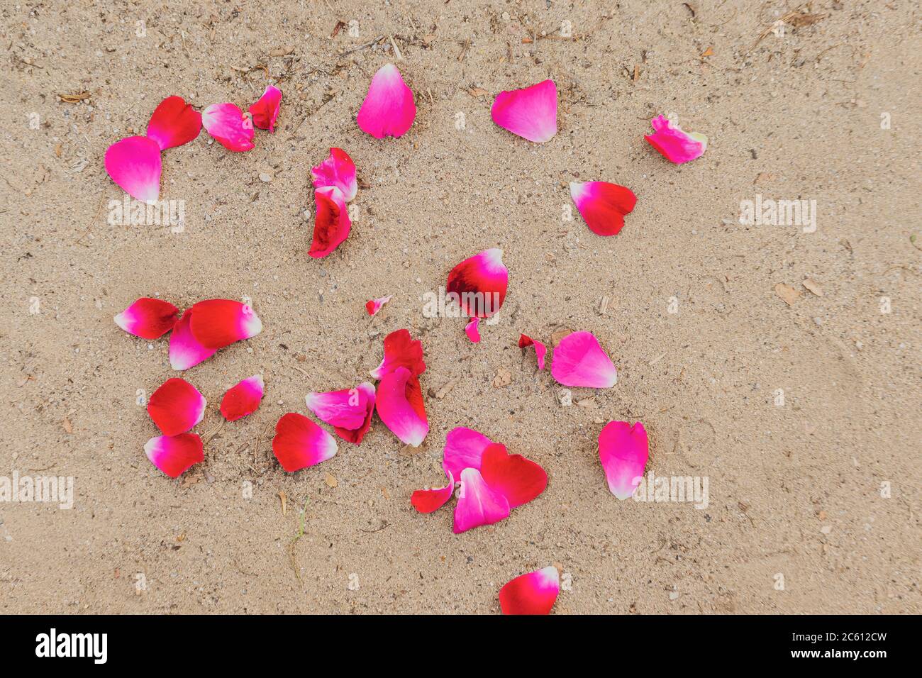 Rose petals scattered on the ground Stock Photo - Alamy