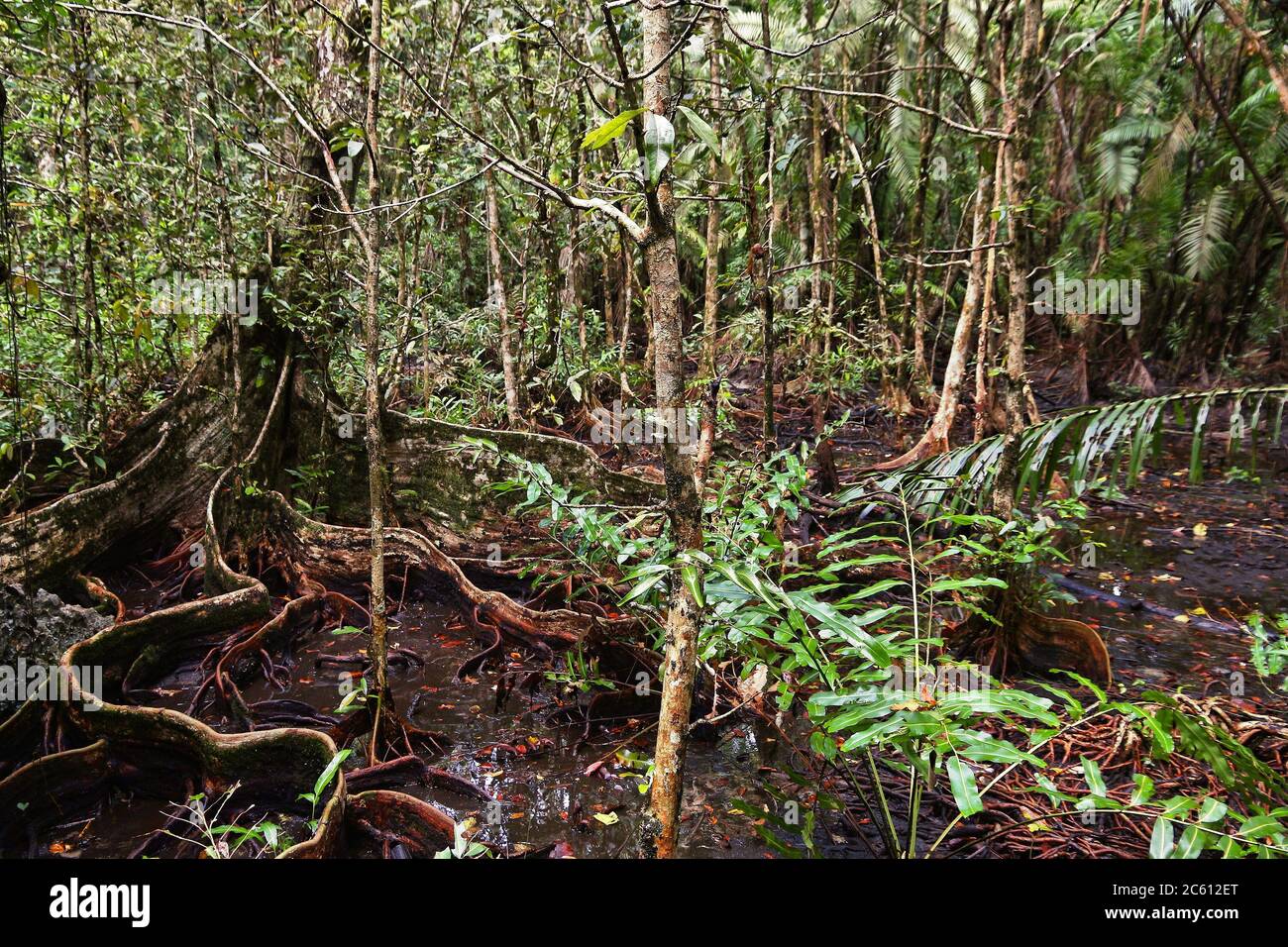 Rainforest flora in Palawan island, Philippines. Tropical karst ...