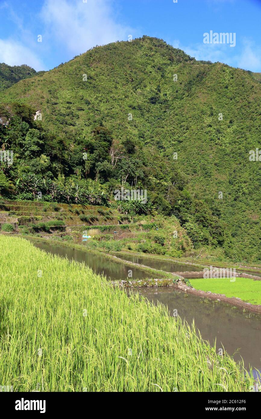 Rice terraces in Philippines. Rice paddies valley of Batad Stock Photo ...