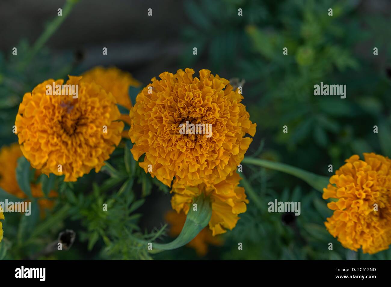 Marigold flower field sun light hi-res stock photography and images - Alamy